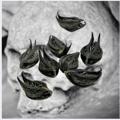 Bat head root, devil pod, bat head root, devil capsule 10g - Urter og ...